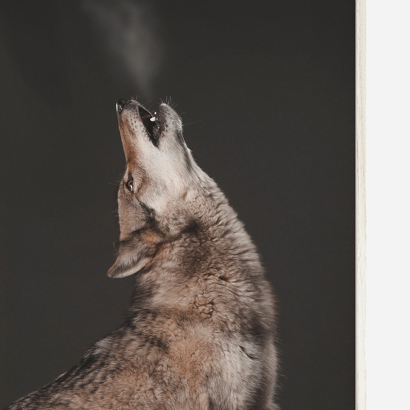 Howling Coyote Wall Art Nature Photography Wildlife Poster - Etsy