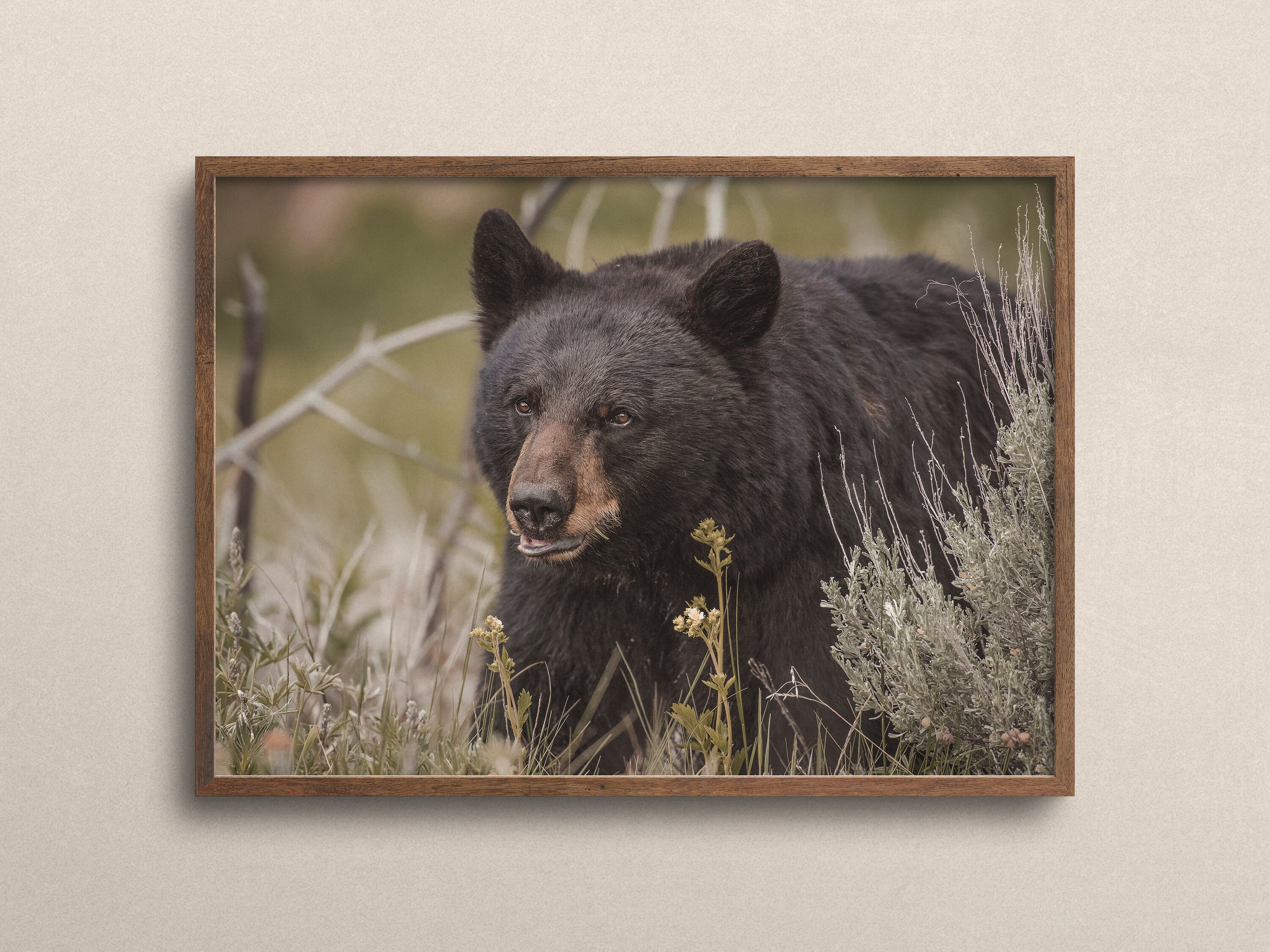 Black Bear Wall Art, Spring Bear Photo, Western Wildlife Poster, Bear ...