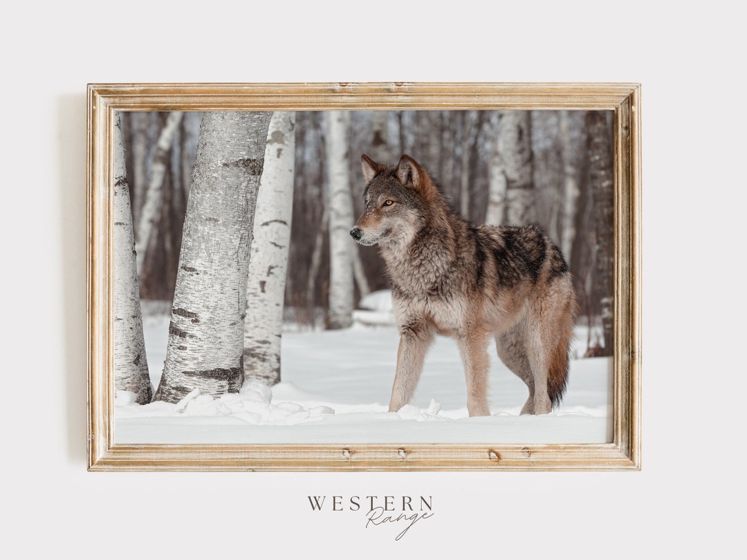 Timber Wolf Poster, Brown Wolf Digital Art, Woodland Wolf Printable ...