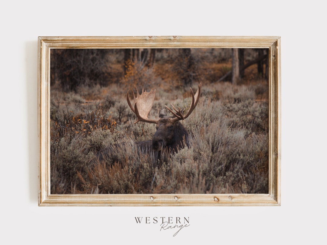 Sagebrush Moose Poster, Bull Moose Wall Art, Western Range, Wildlife ...