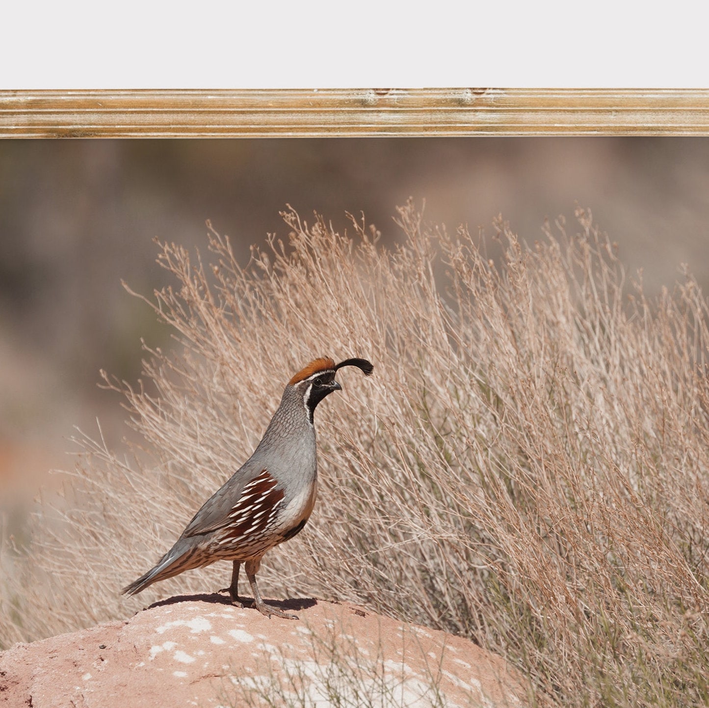 Gambels Quail in the Desert, Arizona Wildlife, Upland Bird Poster, Wild ...