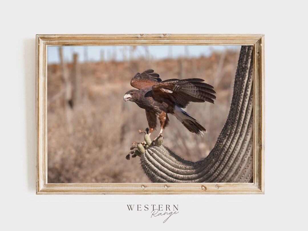 Arizona Red Tailed Hawk, Hawk Resting on Cactus, Desert Hawk Poster ...