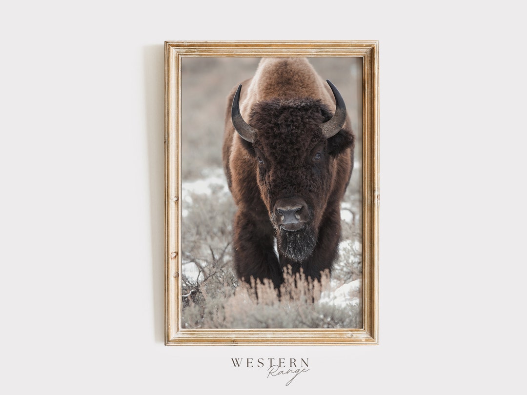 Western Bison Wall Art, Rustic Photography, Wildlife Print, Wyoming ...