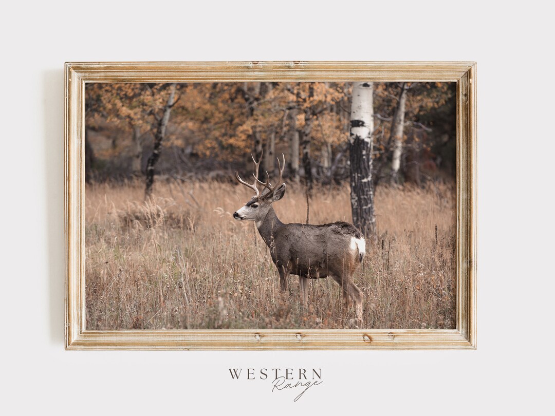 Autumn Mule Deer Photo, Neutral Tones, Wildlife Photography, Mule Deer ...