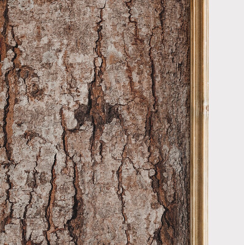 Tree Bark Photo, Natural Texture, Tree Photography, Tree Bark Printable ...