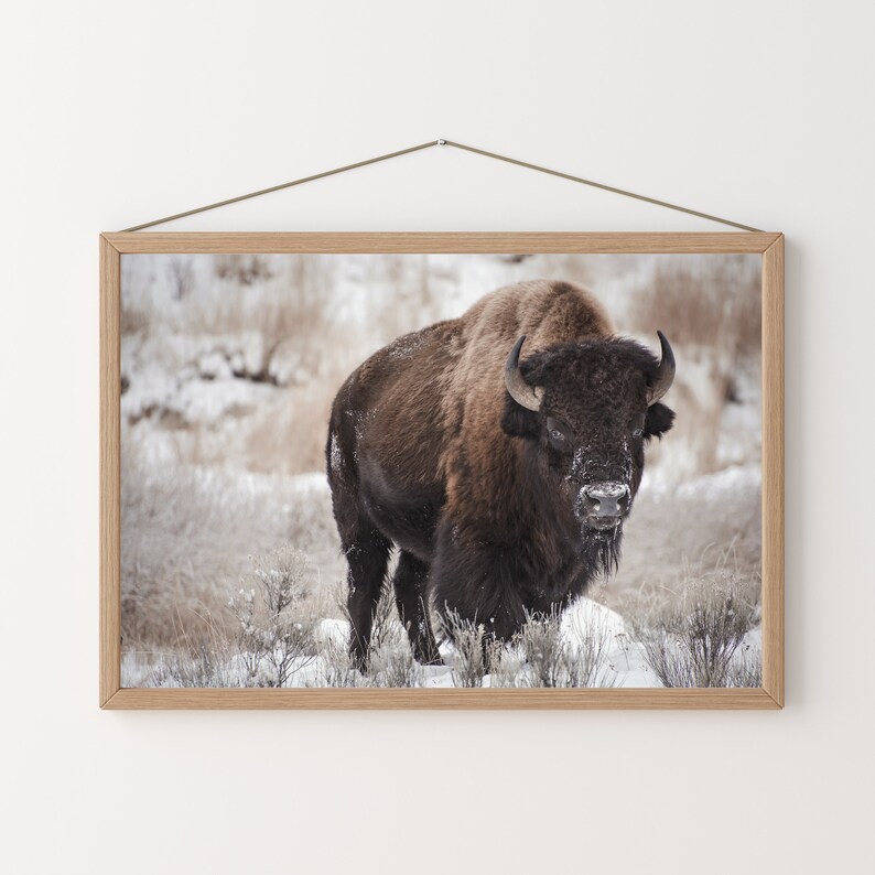 Winter Bison Photography, Western Home Decor, Rustic Buffalo Wall Art ...