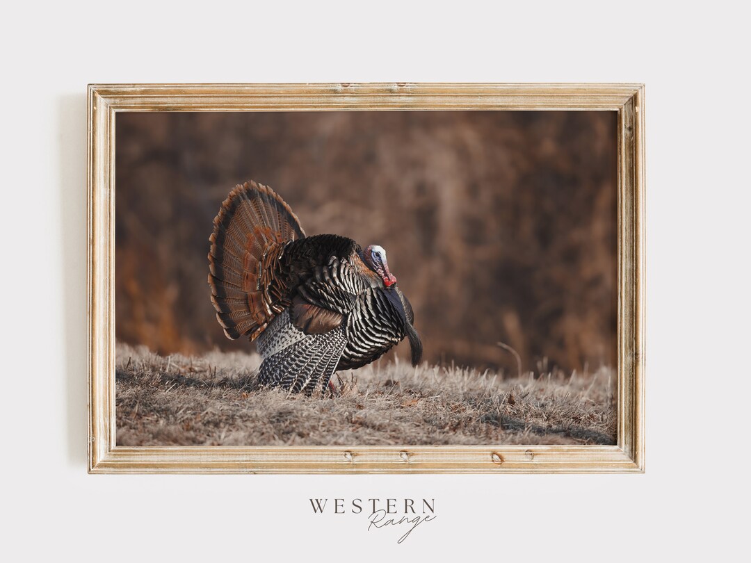 Eastern Wild Turkey, Rustic Photography, Wild Turkey Wall Art, Eastern ...
