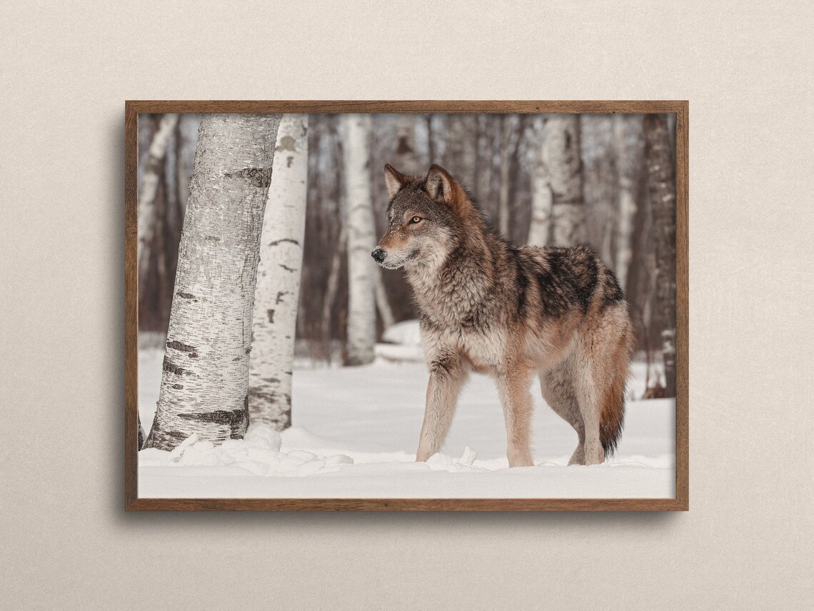 Timber Wolf Poster, Brown Wolf Digital Art, Woodland Wolf Printable ...