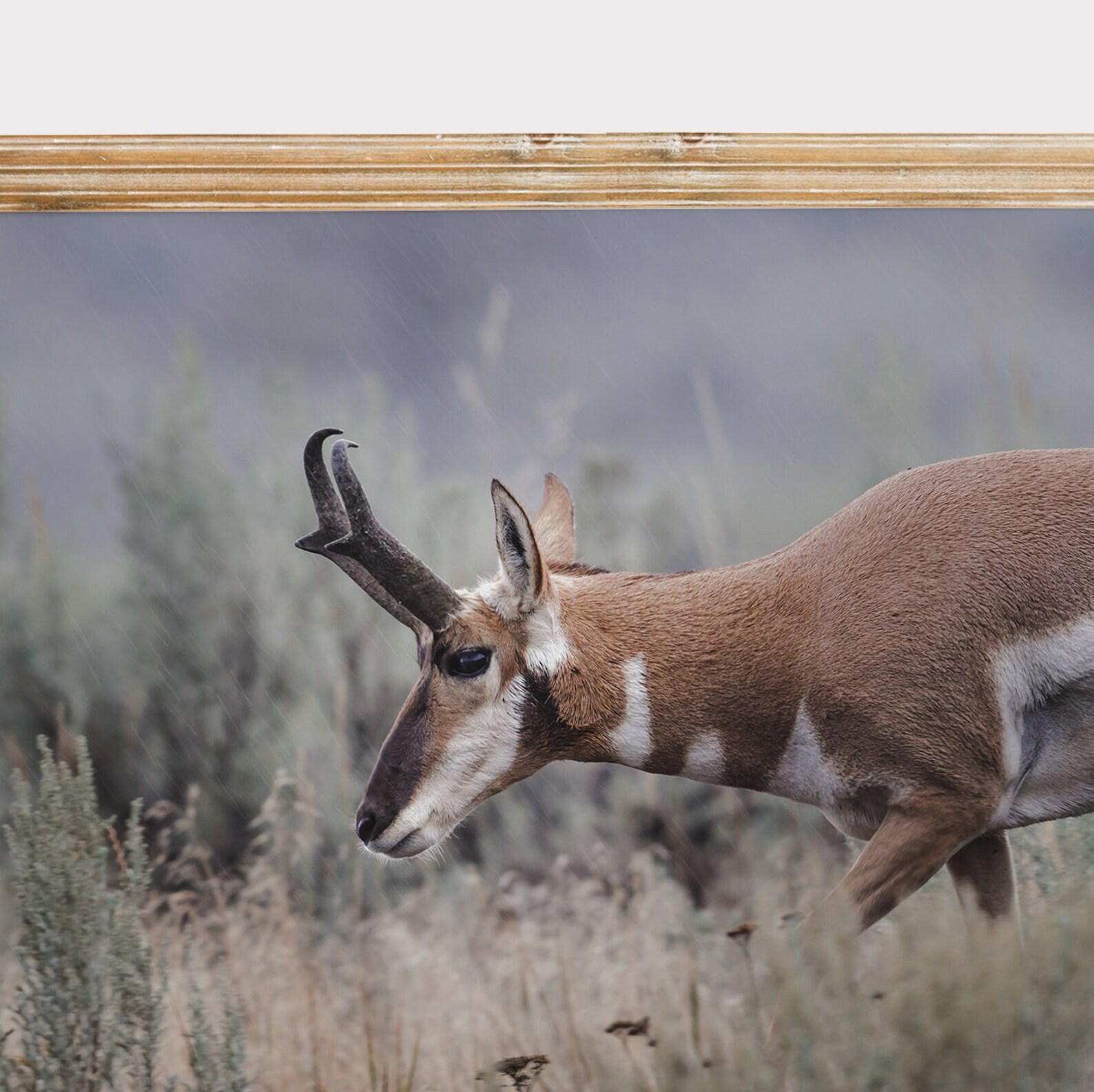 American Antelope Wall Art, Rainy Day, Wildlife Photography, Western ...