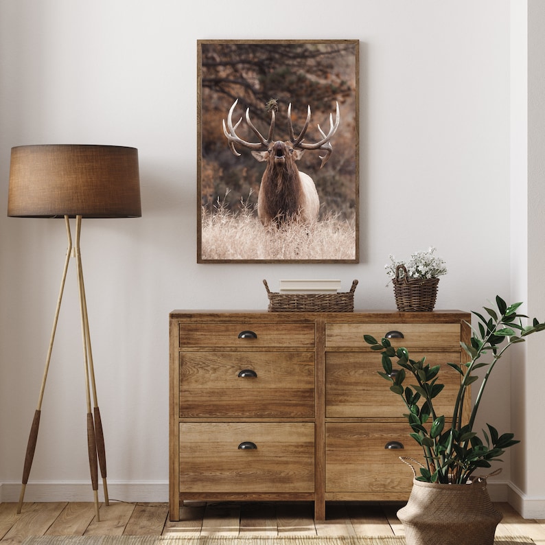Bugling Bull Elk, Elk During Rut, Arizona Elk Poster, Bull Elk Photography, Trophy Elk, Nature ...