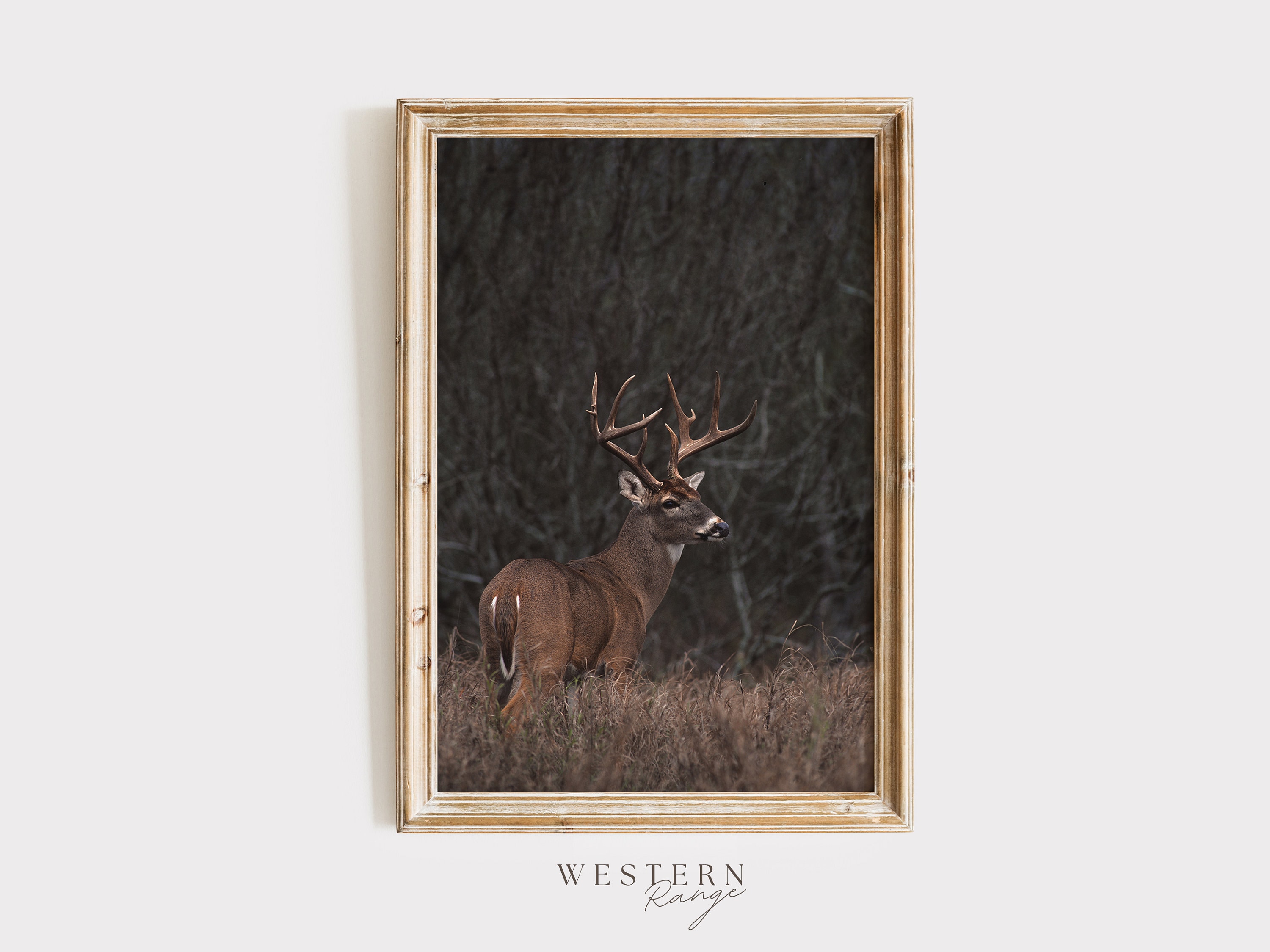 Whitetail Deer in Field, Wildlife Wall Art, Rustic Nature Print ...