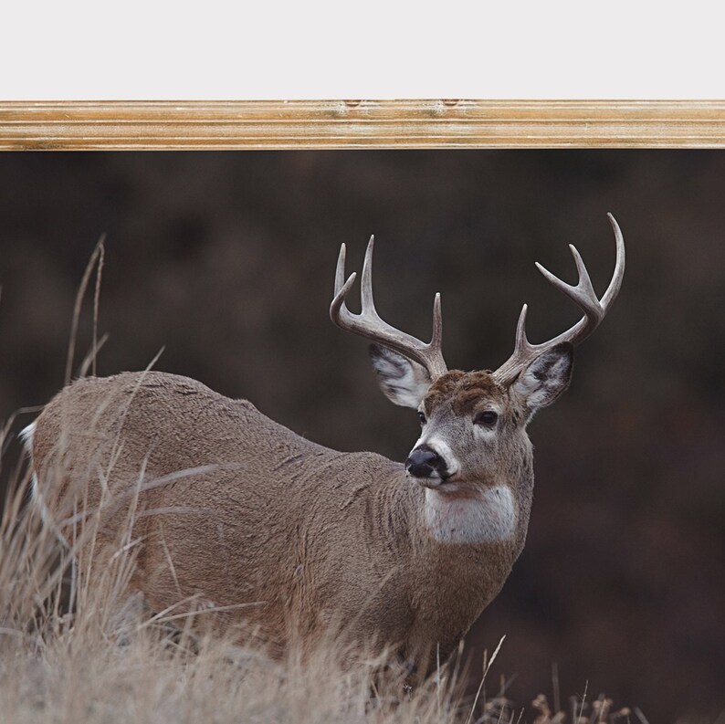 Rustic Deer Poster, Whitetail Deer Wall Art, Gift for Hunter, Midwest ...