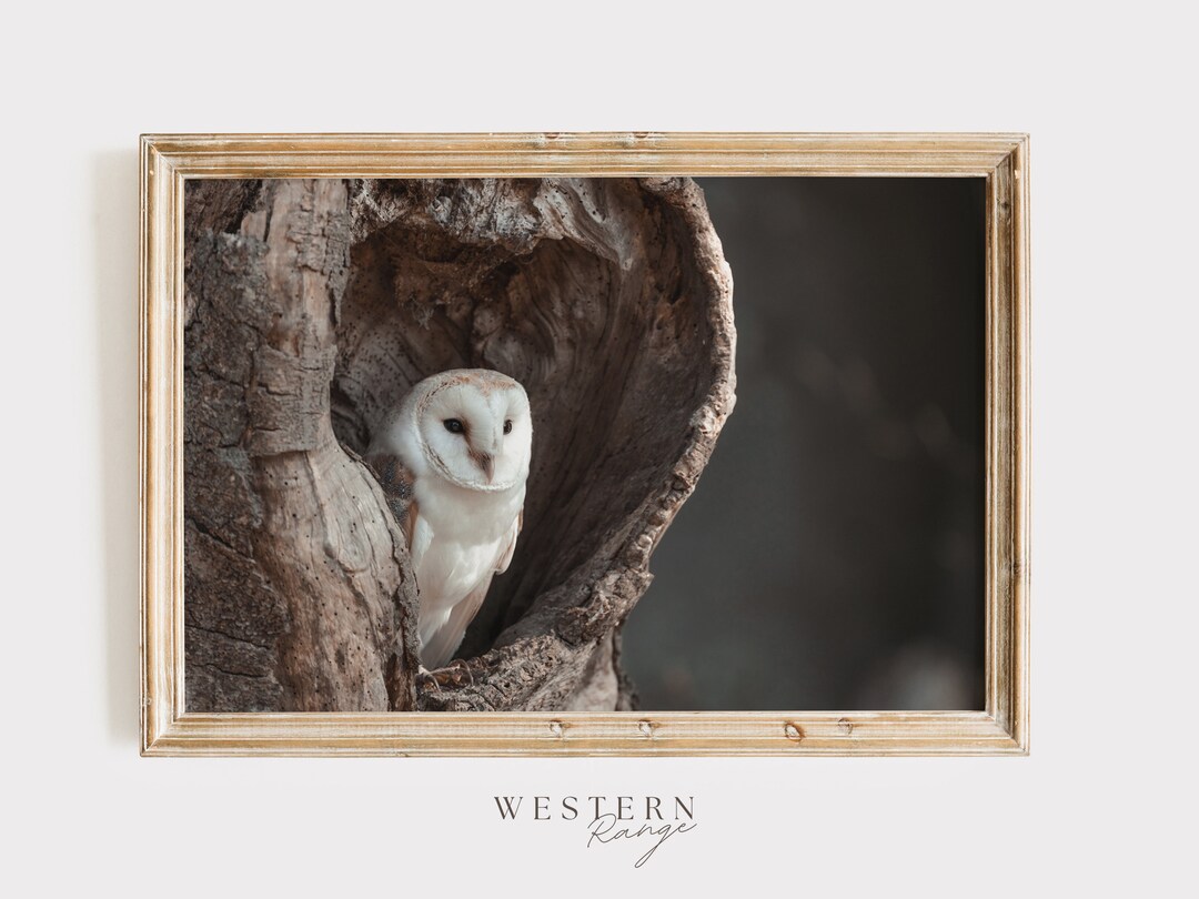 Barn Owl in Tree, Wildlife Photography, Barn Owl Poster, Rustic Bedroom ...