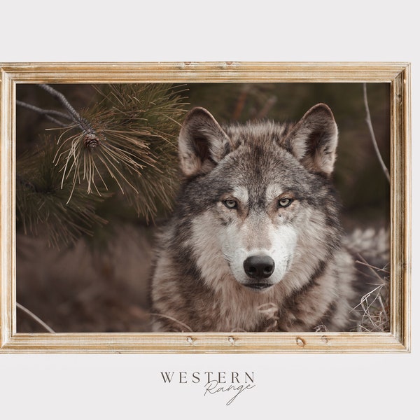 A Gray Wolf Poster - Etsy