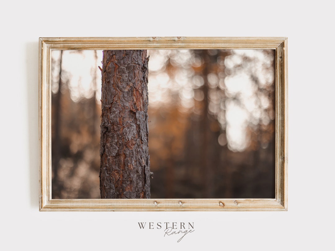 Tree Bark Poster, Ponderosa Pine Tree, Arizona Pine Forest, Pine Tree ...