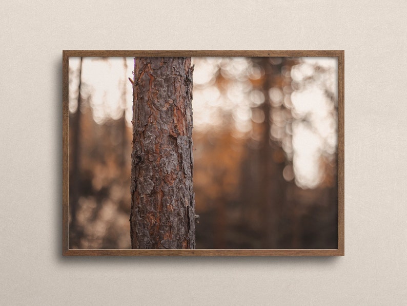 Tree Bark Poster, Ponderosa Pine Tree, Arizona Pine Forest, Pine Tree ...