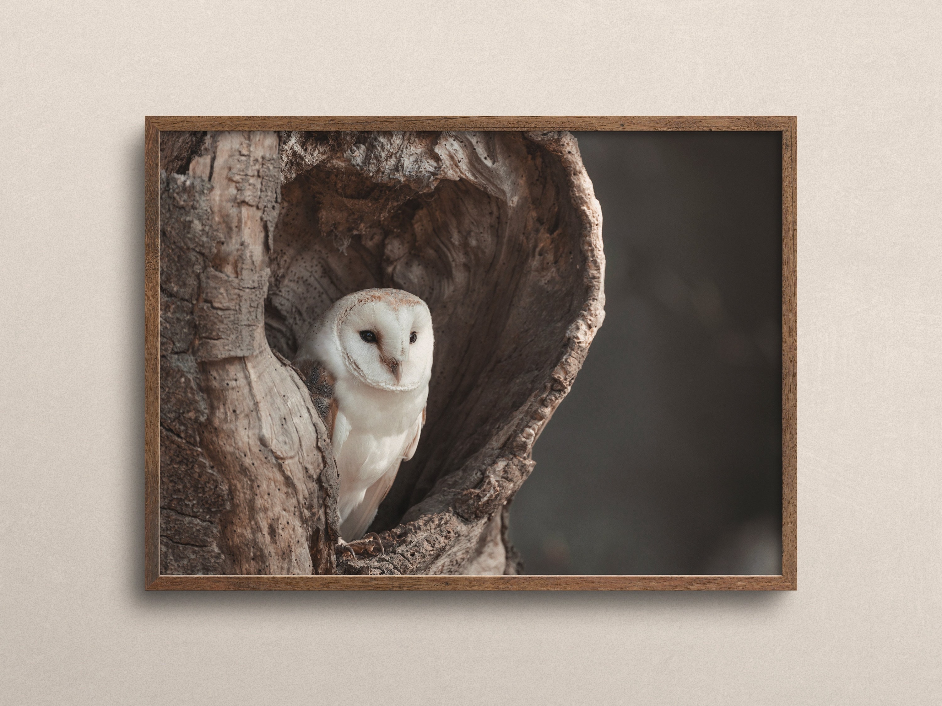 Barn Owl in Tree, Wildlife Photography, Barn Owl Poster, Rustic Bedroom ...