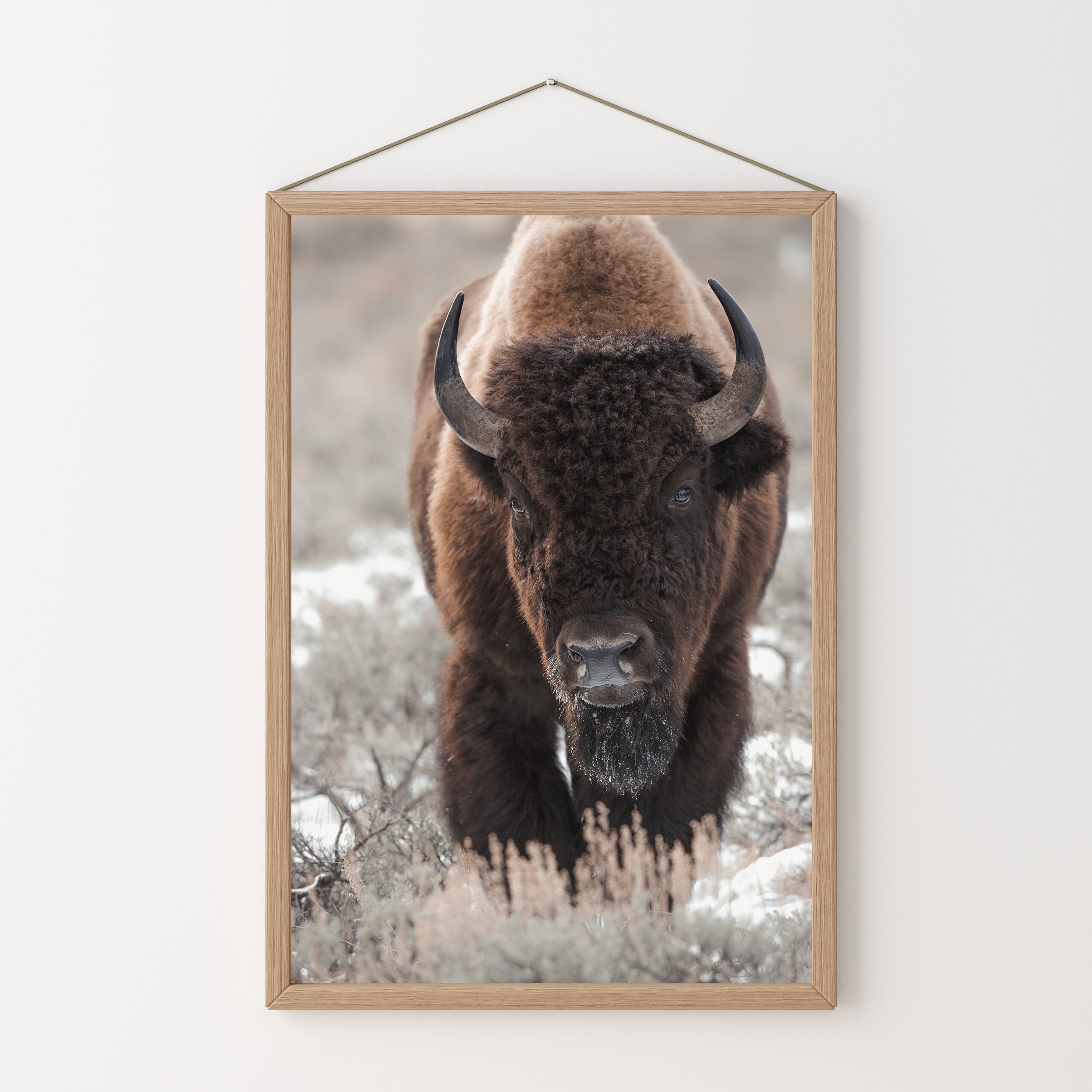 Western Bison Wall Art, Rustic Photography, Wildlife Print, Wyoming ...