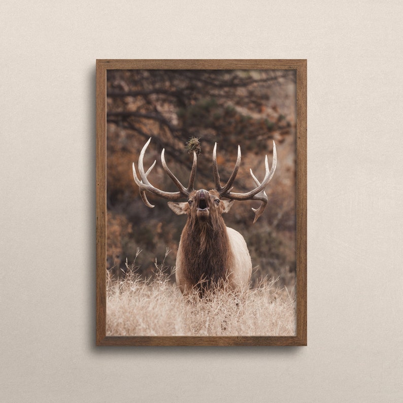 Bugling Bull Elk, Elk During Rut, Arizona Elk Poster, Bull Elk Photography, Trophy Elk, Nature ...
