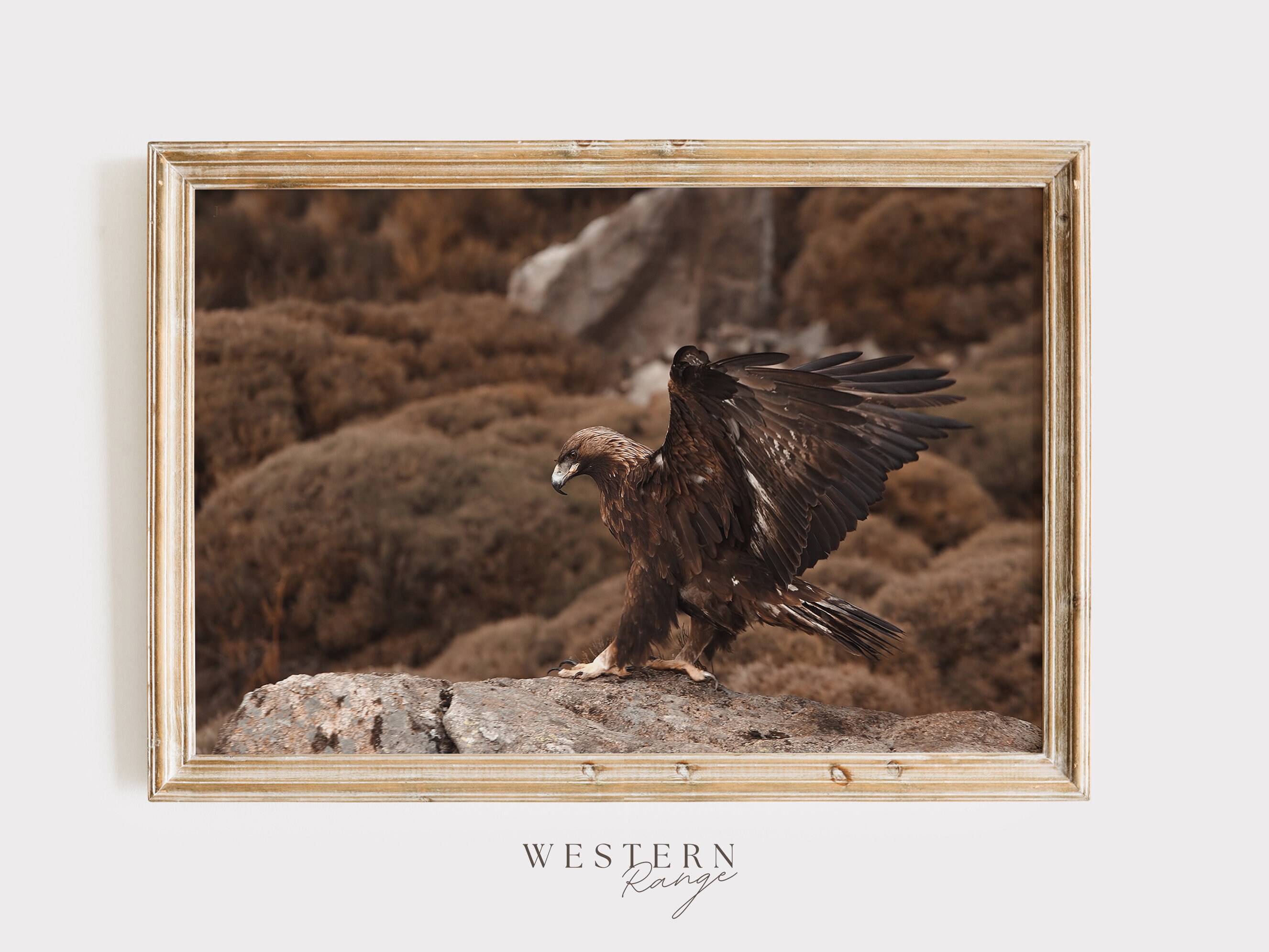 Golden Eagle Wall Art, Rustic Eagle Photo, Colorado Wildlife, Golden ...