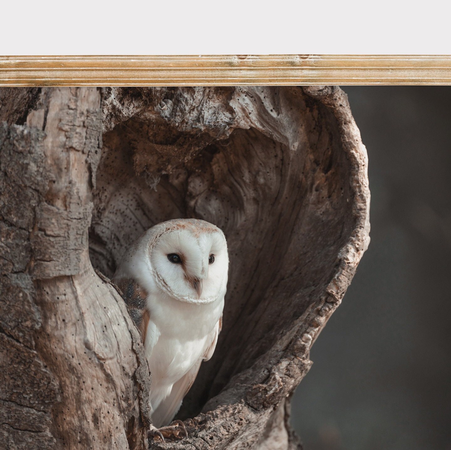 Barn Owl in Tree, Wildlife Photography, Barn Owl Poster, Rustic Bedroom ...
