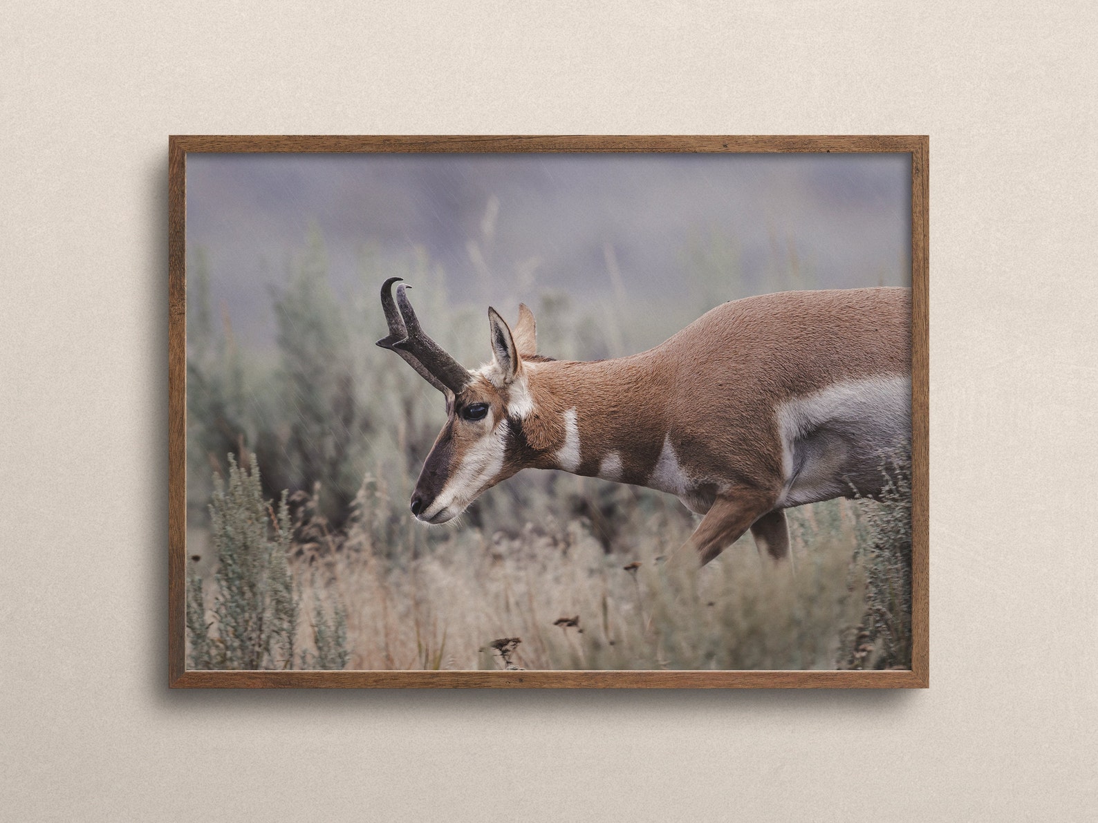 American Antelope Wall Art, Rainy Day, Wildlife Photography, Western ...