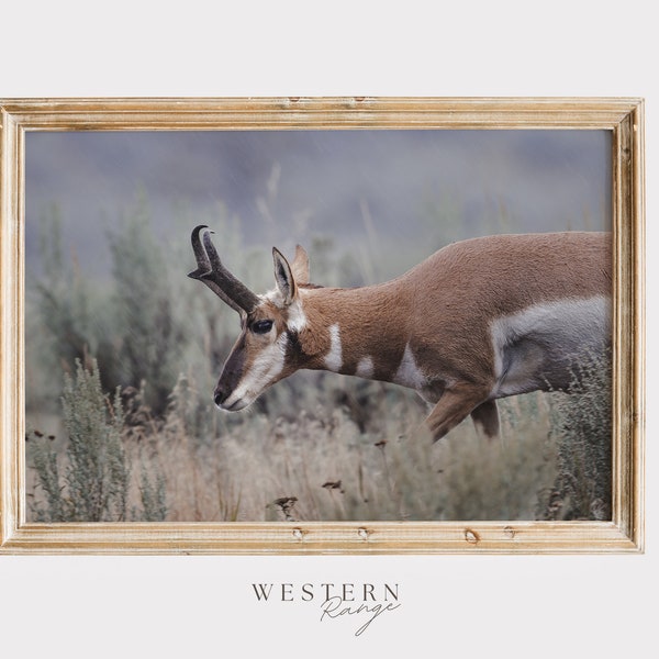 Antelope Poster - Etsy