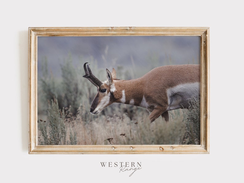 American Antelope Wall Art, Rainy Day, Wildlife Photography, Western ...