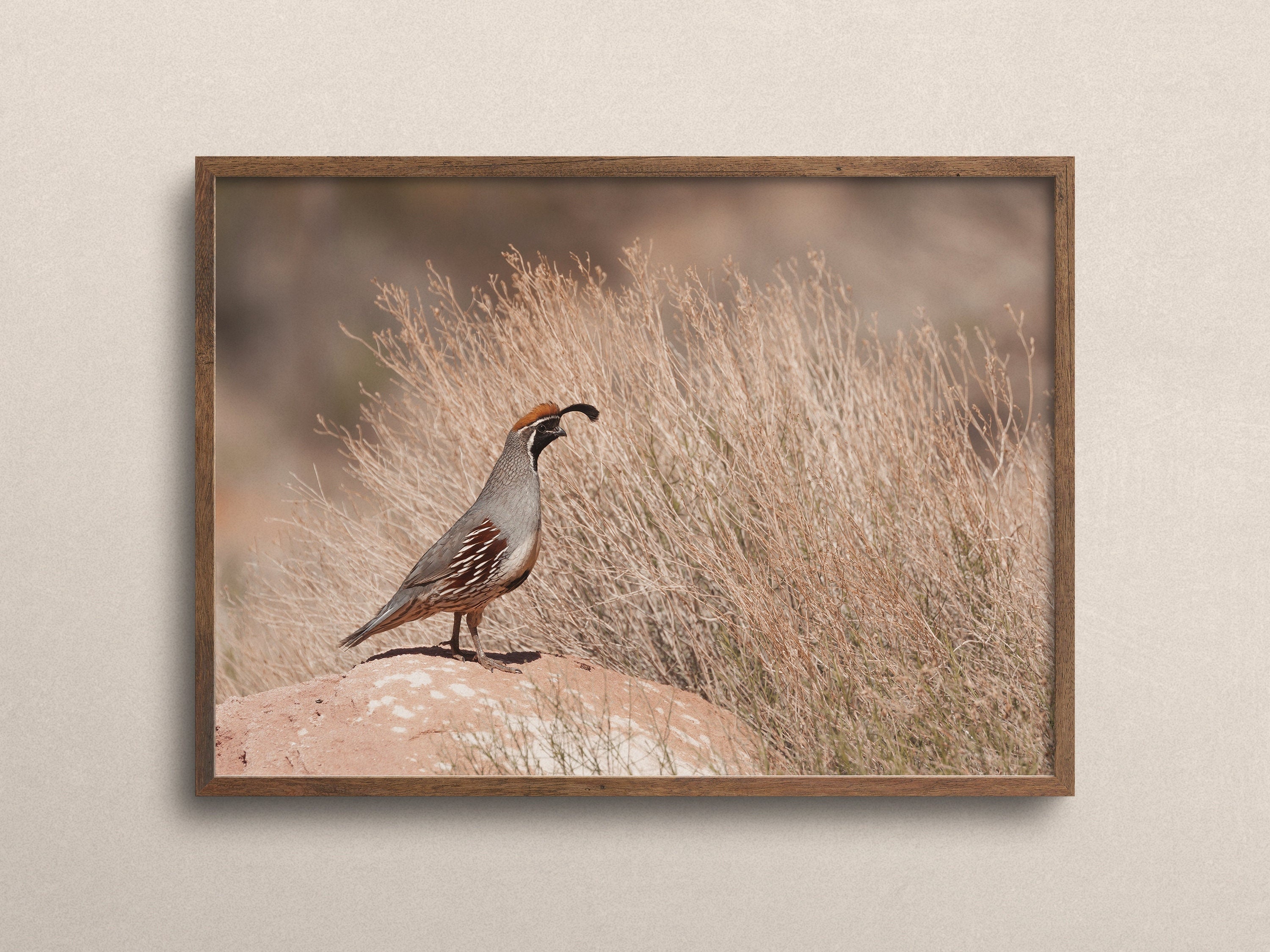 Gambels Quail in the Desert, Arizona Wildlife, Upland Bird Poster, Wild ...