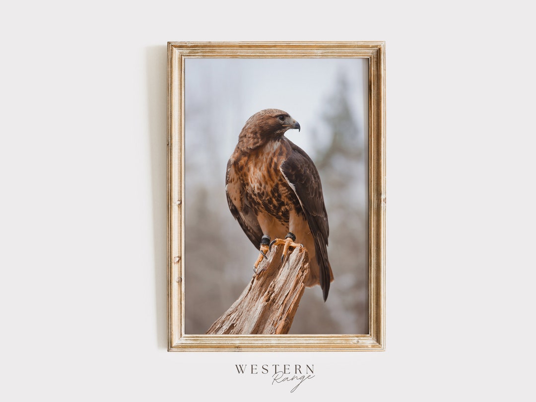 Red Tailed Hawk on Branch, Birds of Prey, Wildlife Photography, Rustic ...