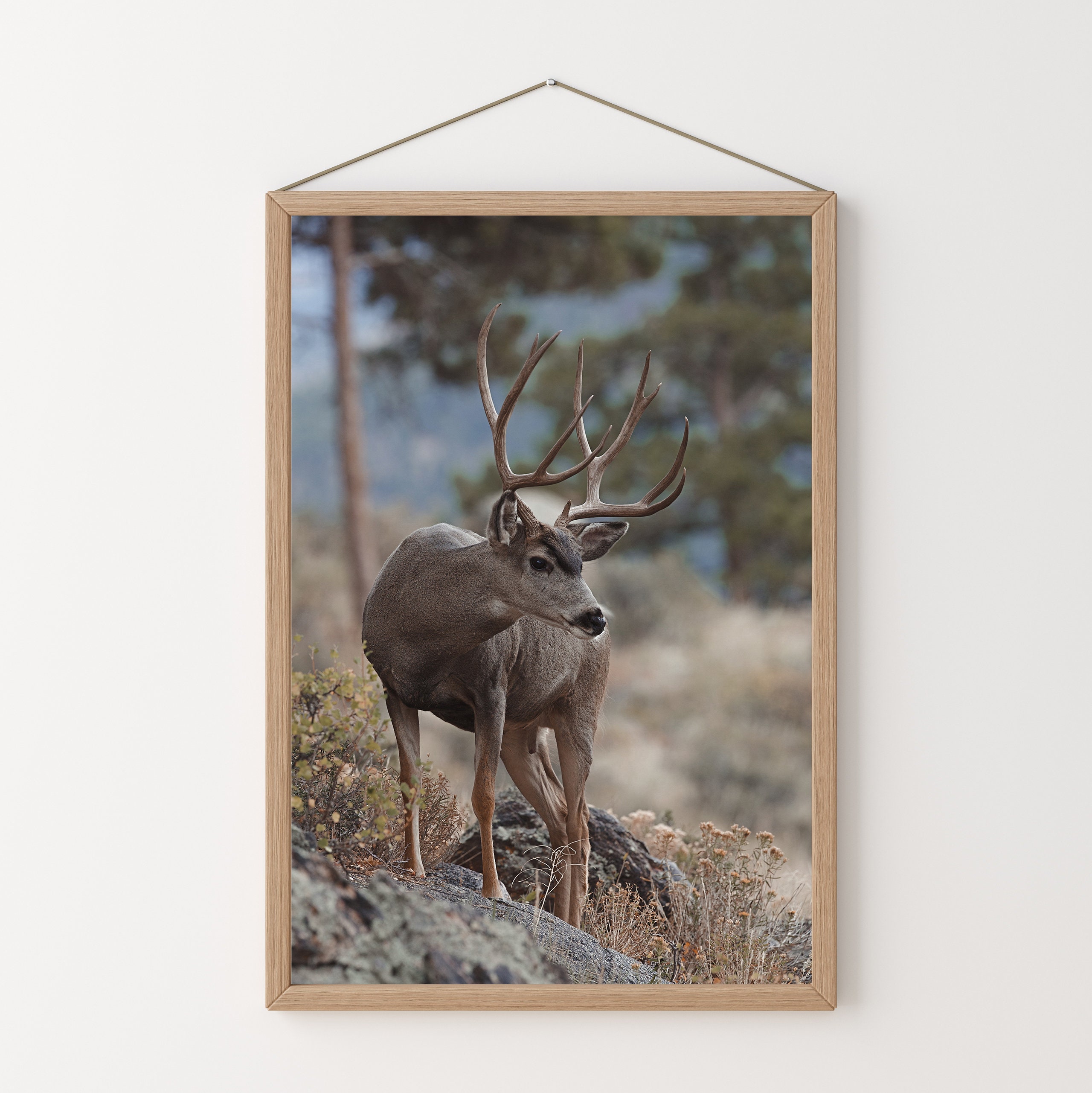 Arizona Mule Deer Poster, Western Wildlife, Trophy Buck Mule Deer ...