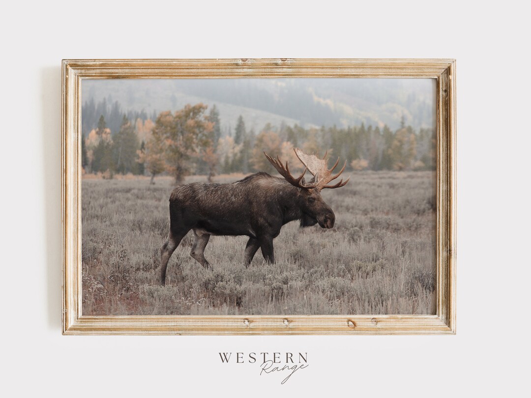 Western Moose Poster, Moose in Sagebrush Field, Colorado Moose ...