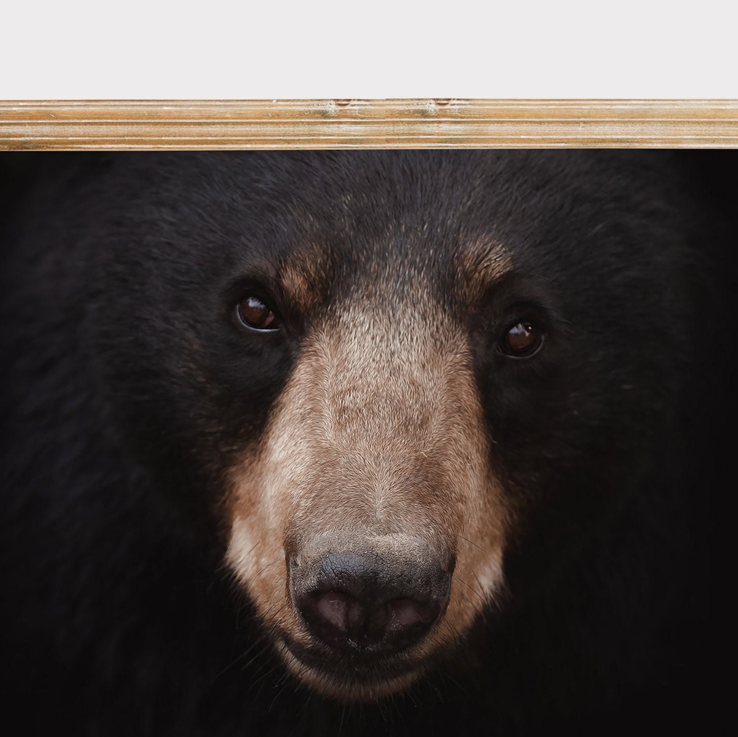 Black Bear Poster, Wildlife Wall Art, Black Bear Close Up, Rustic Home ...