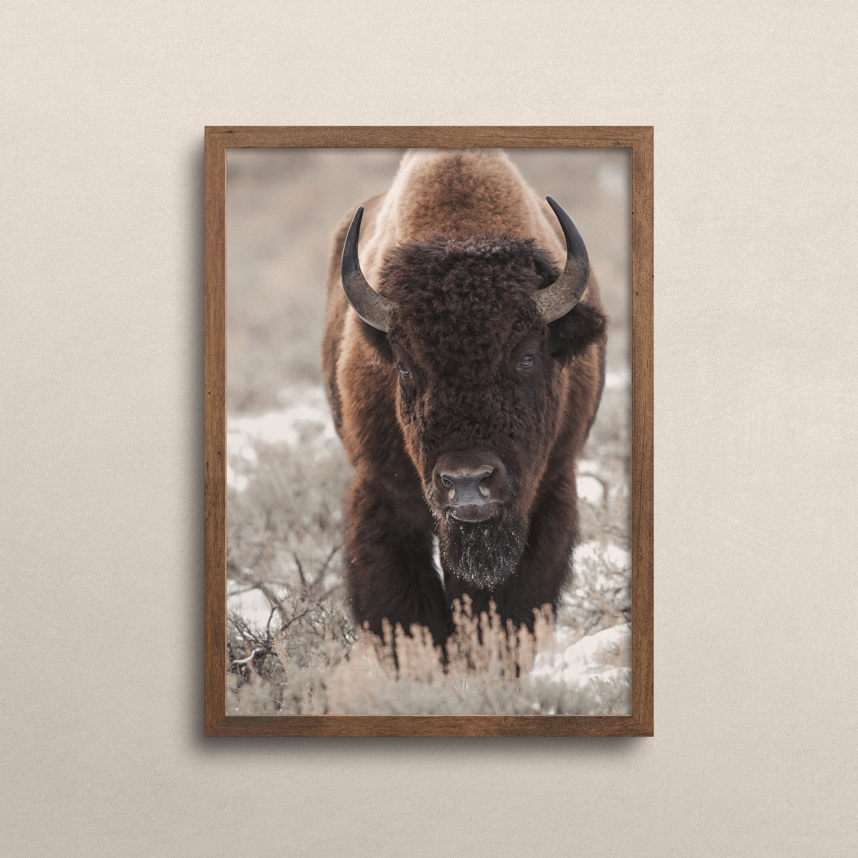 Western Bison Wall Art, Rustic Photography, Wildlife Print, Wyoming ...