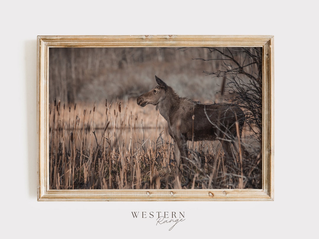Adolescent Moose in Swamp, Canadian Wildlife, Rustic Scenery, Moose ...