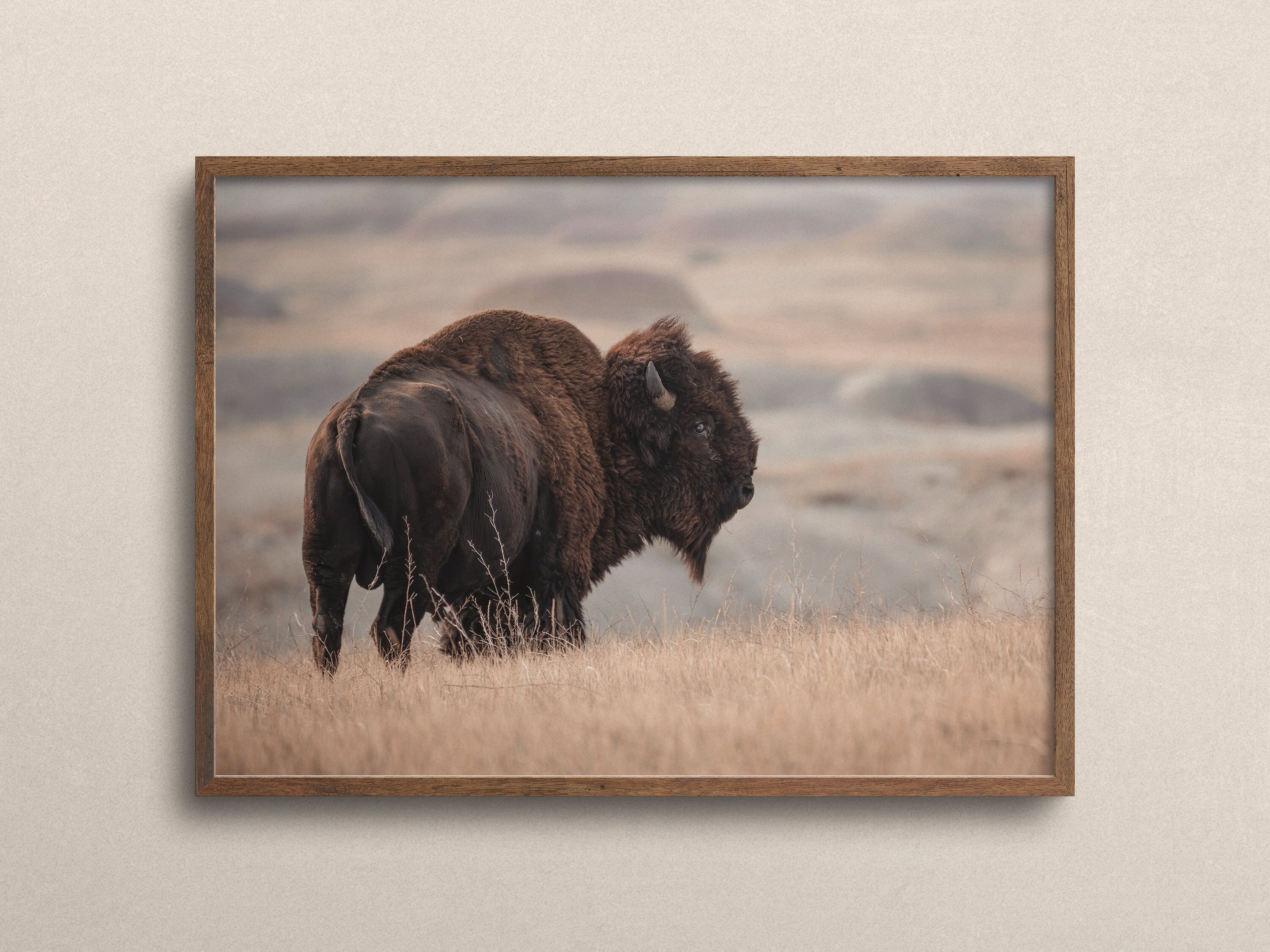 Open Range Bison Scenery, Western Landscape, Wildlife Nature Print ...
