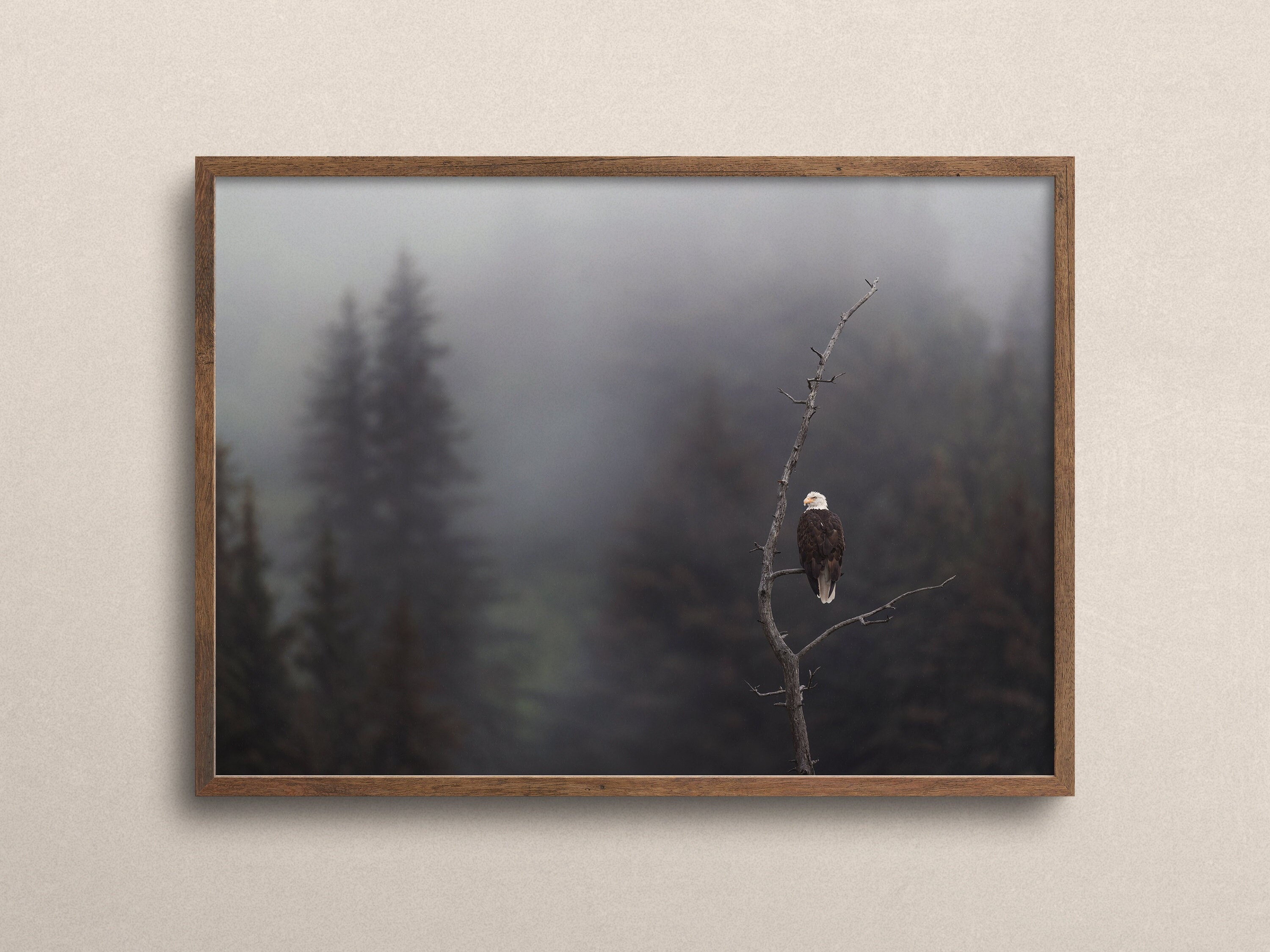 Bald Eagle on Branch, Birds of Prey, Bald Eagle Above Forest ...