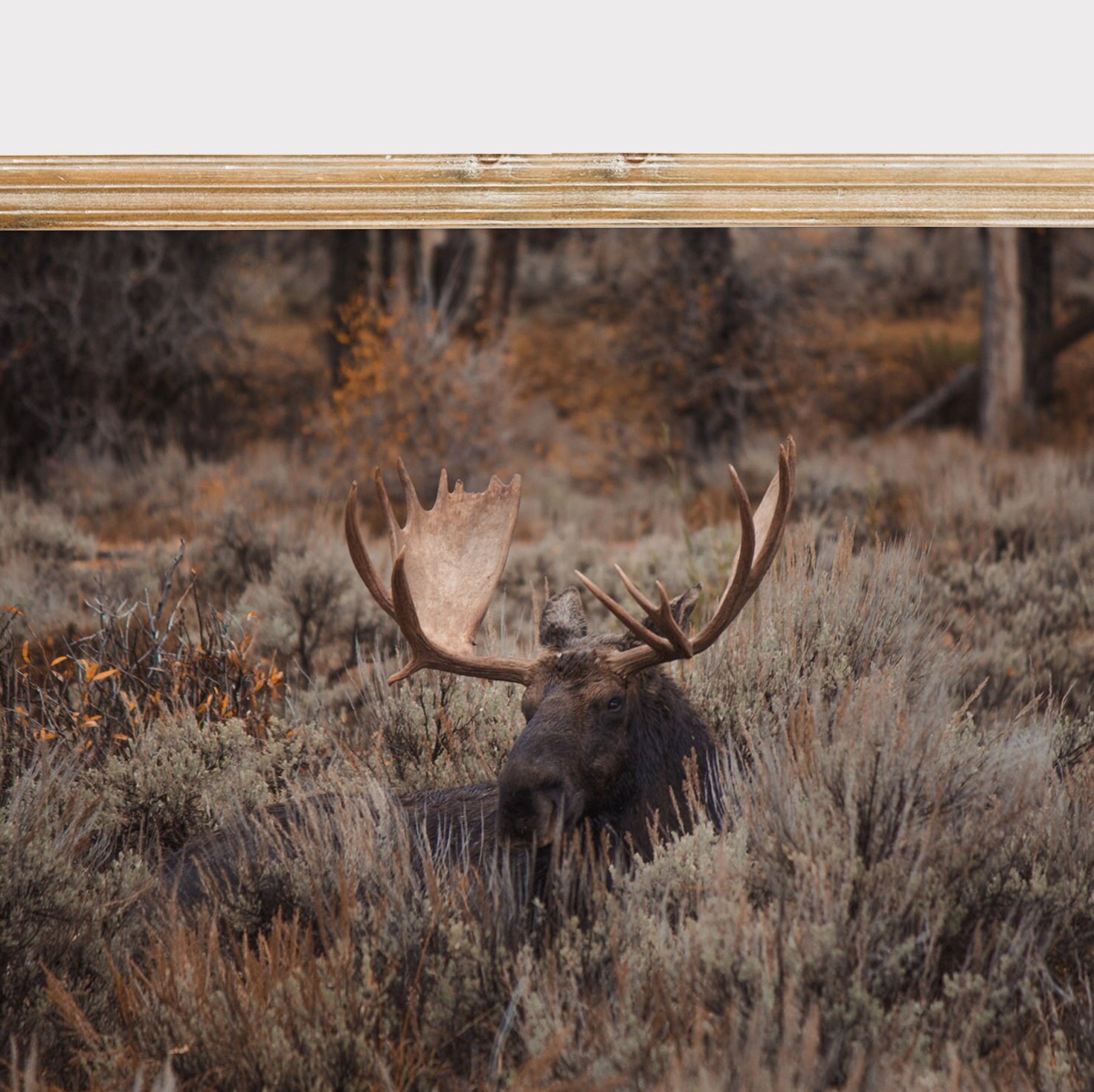 Sagebrush Moose Poster, Bull Moose Wall Art, Western Range, Wildlife ...