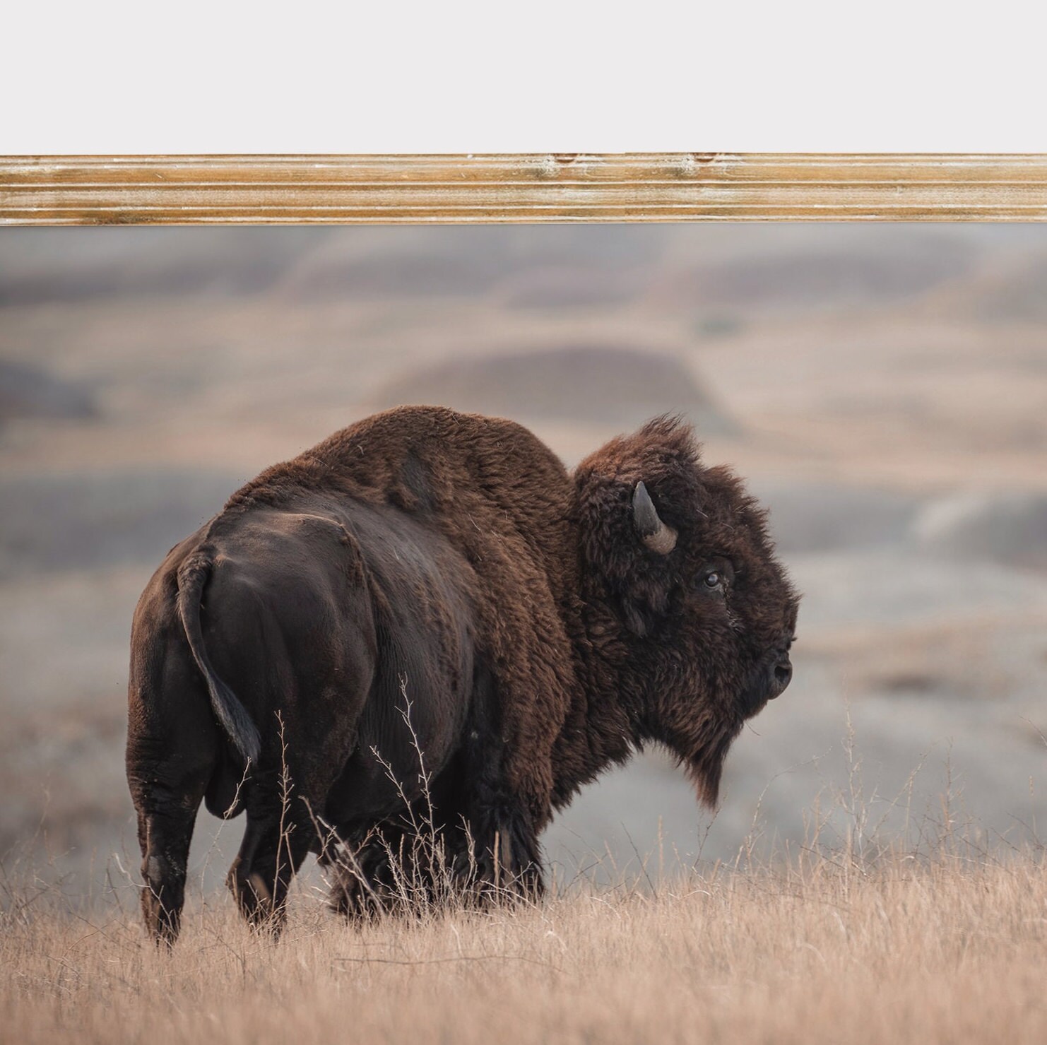 Open Range Bison Scenery, Western Landscape, Wildlife Nature Print ...