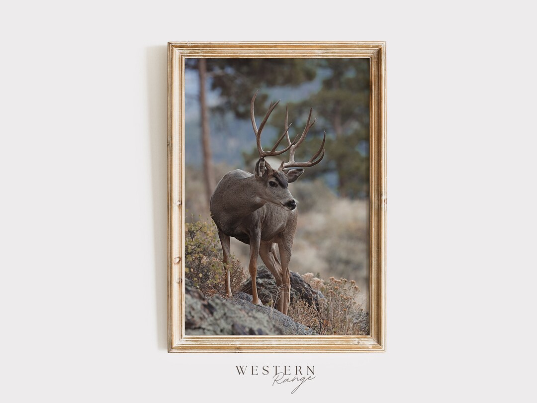 Arizona Mule Deer Poster, Western Wildlife, Trophy Buck Mule Deer ...