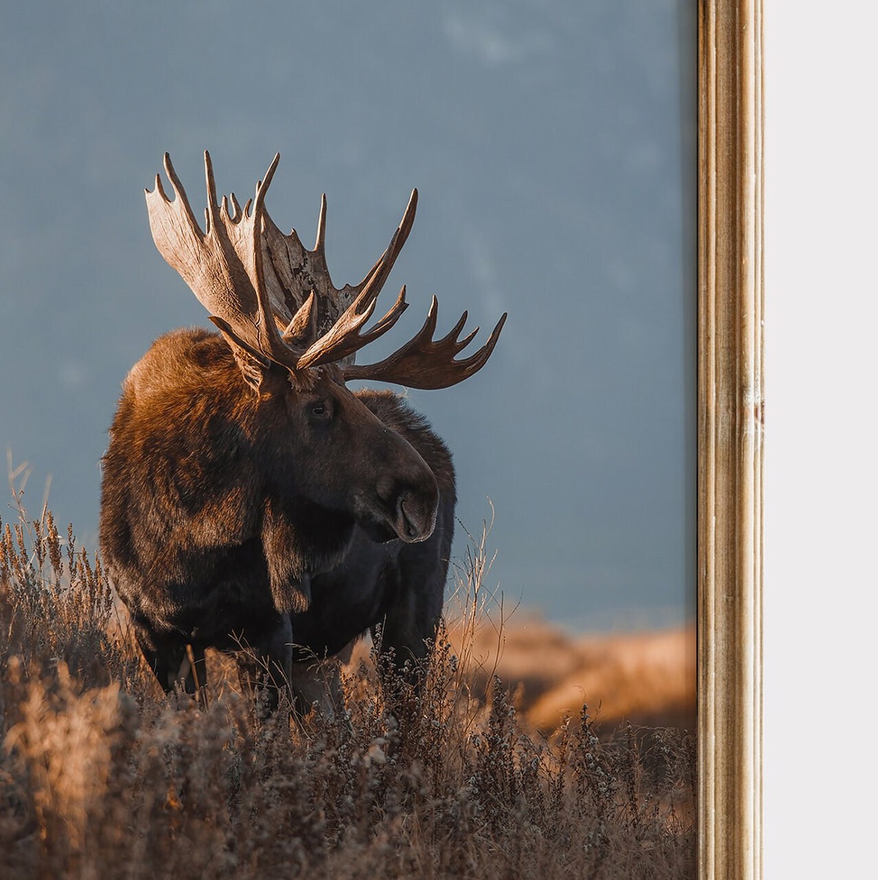 Sunset Moose Wall Art, Wildlife Photography, Western Big Game, Moose ...