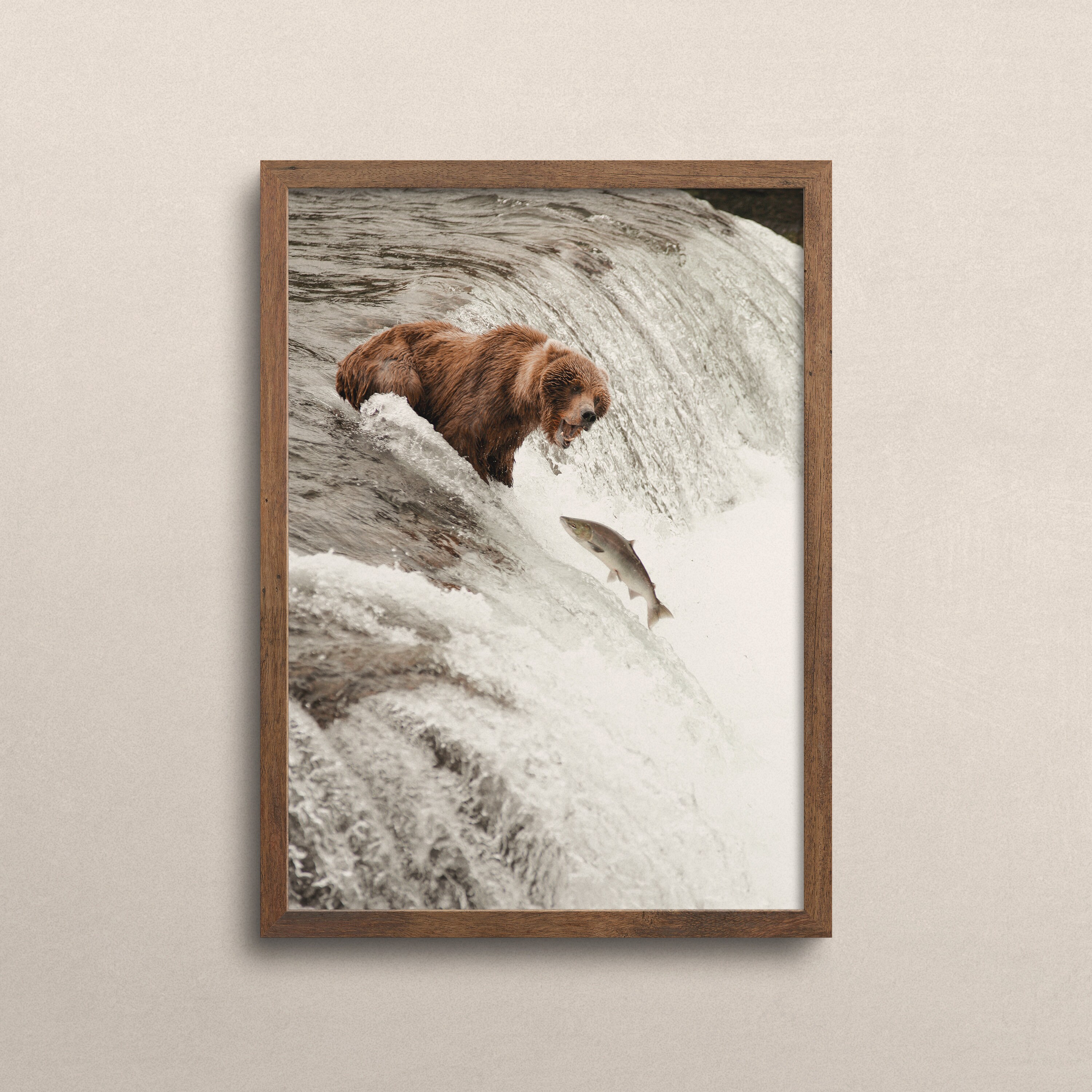Grizzly Bear Catching Salmon, Salmon Run Wall Art, Nature Photography ...