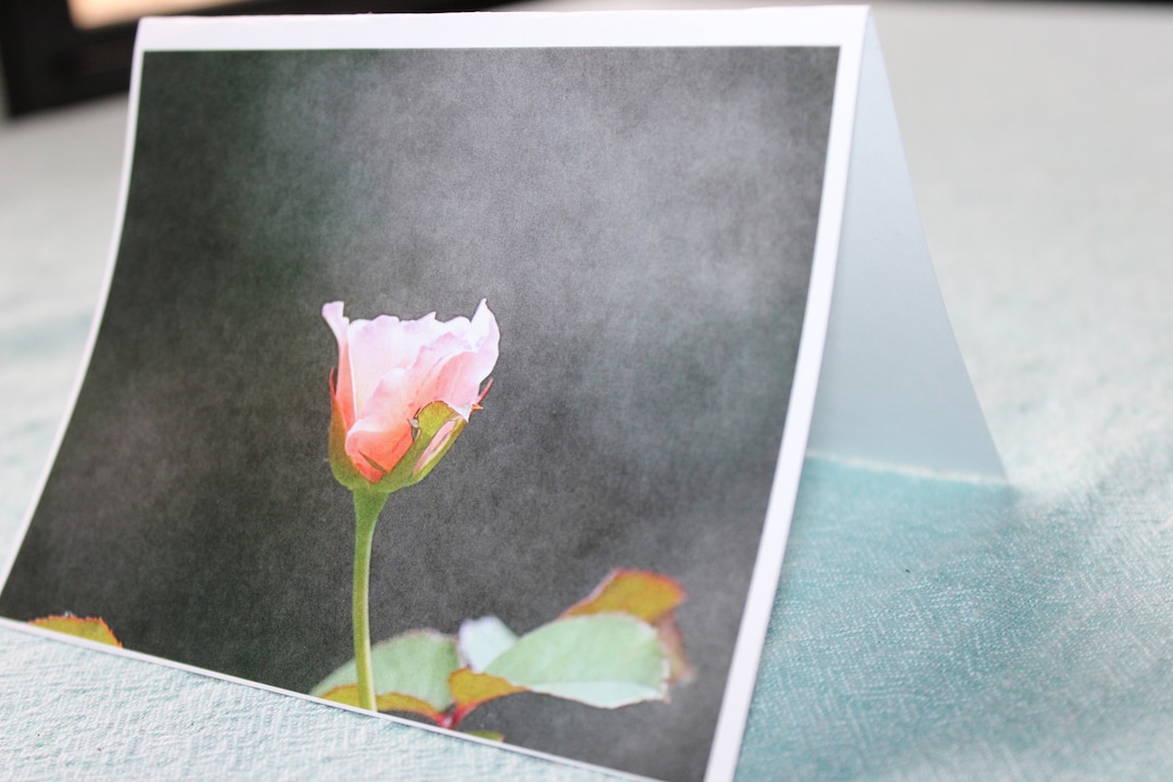 Pink Rosebud Photographs on set of 5 Blank Note Cards Are - Etsy