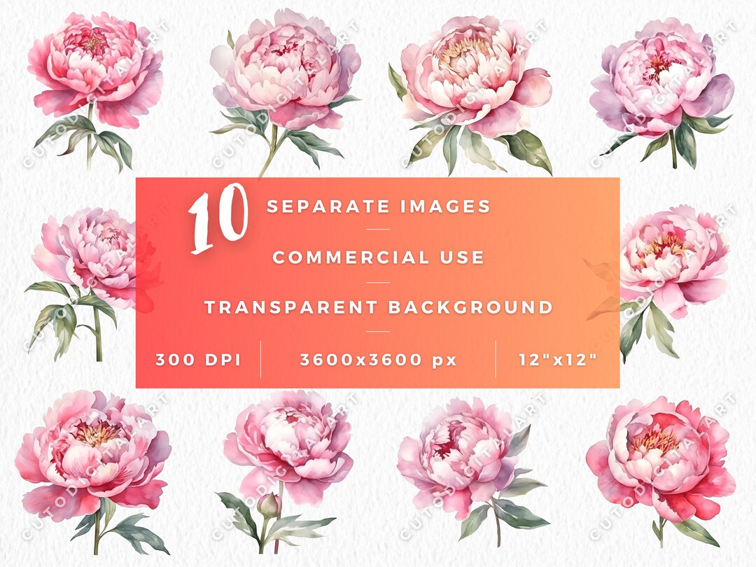 Watercolor Peony Clipart Bundle, Commercial Use, Transparent Watercolor ...