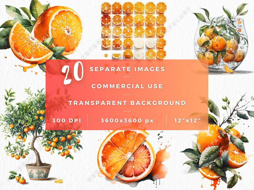 Watercolor Oranges Clipart, Transparent Oranges, Oranges Png Graphics ...