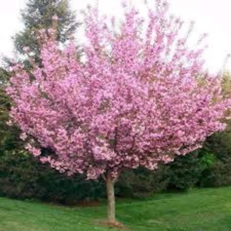 1 Live PINK Kwanzan Cherry Blossom Tree 2 Ft Tall Now Fragrant ...