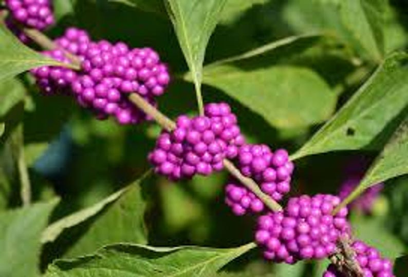 2 Live American BEAUTY Berry Bushes Purple Berries Unique Free Shipping ...