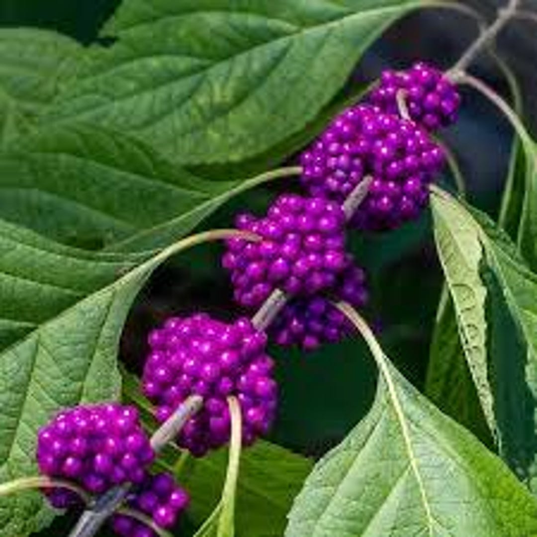 2 Live American BEAUTY Berry Bushes Purple Berries Unique Free Shipping ...