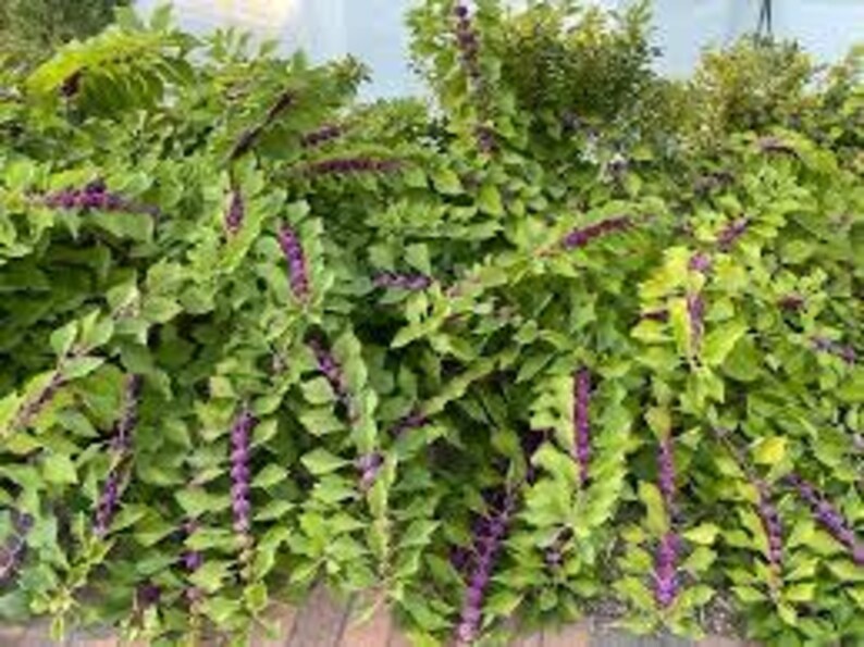 2 Live American BEAUTY Berry Bushes Purple Berries Unique Free Shipping ...