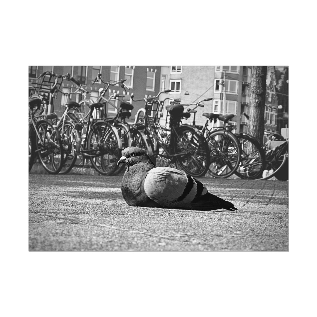 Rolled Posters, Pigeon Poster Print, Street Pigeon Art, Black and White ...